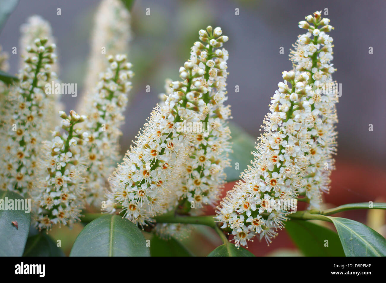 Cherry laurel white spring flowers Prunus laurocerasus Stock Photo - Alamy