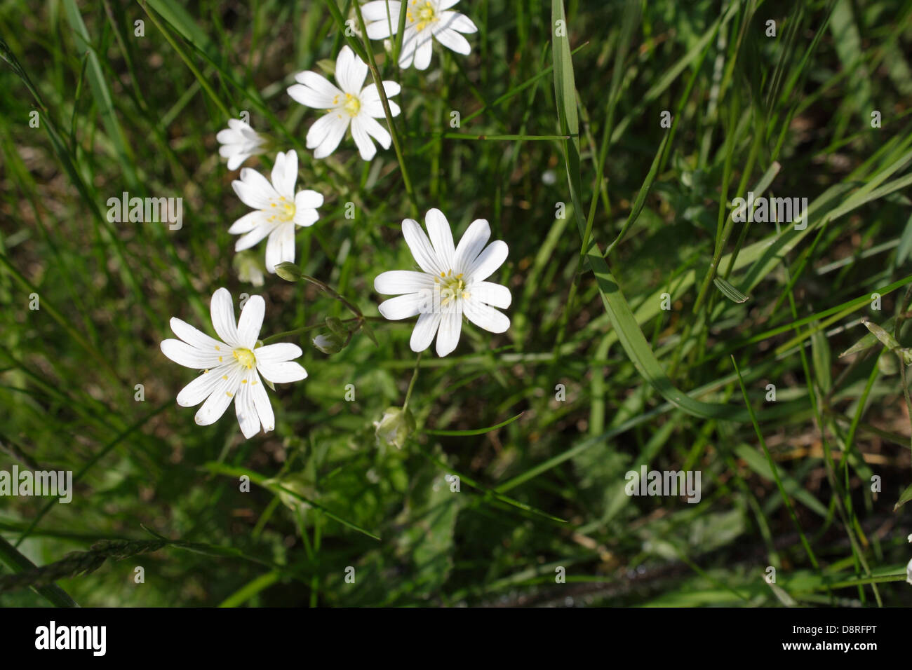Lesser Stitchwort flower white flowers Stock Photo - Alamy