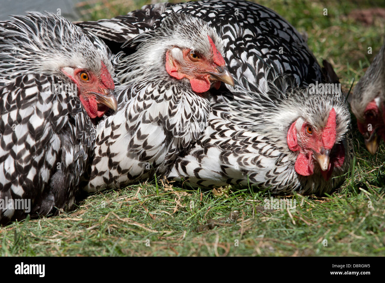 Hens in the grass together Stock Photo - Alamy