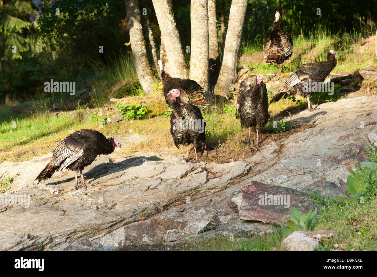 Turkeys on the rocks Stock Photo - Alamy