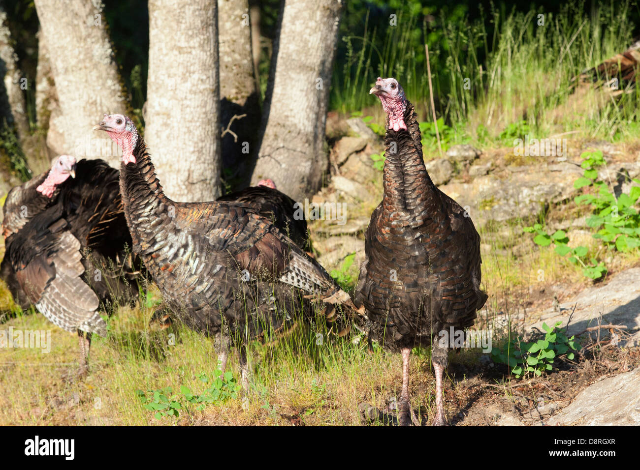 Turkeys in the sunlight Stock Photo - Alamy
