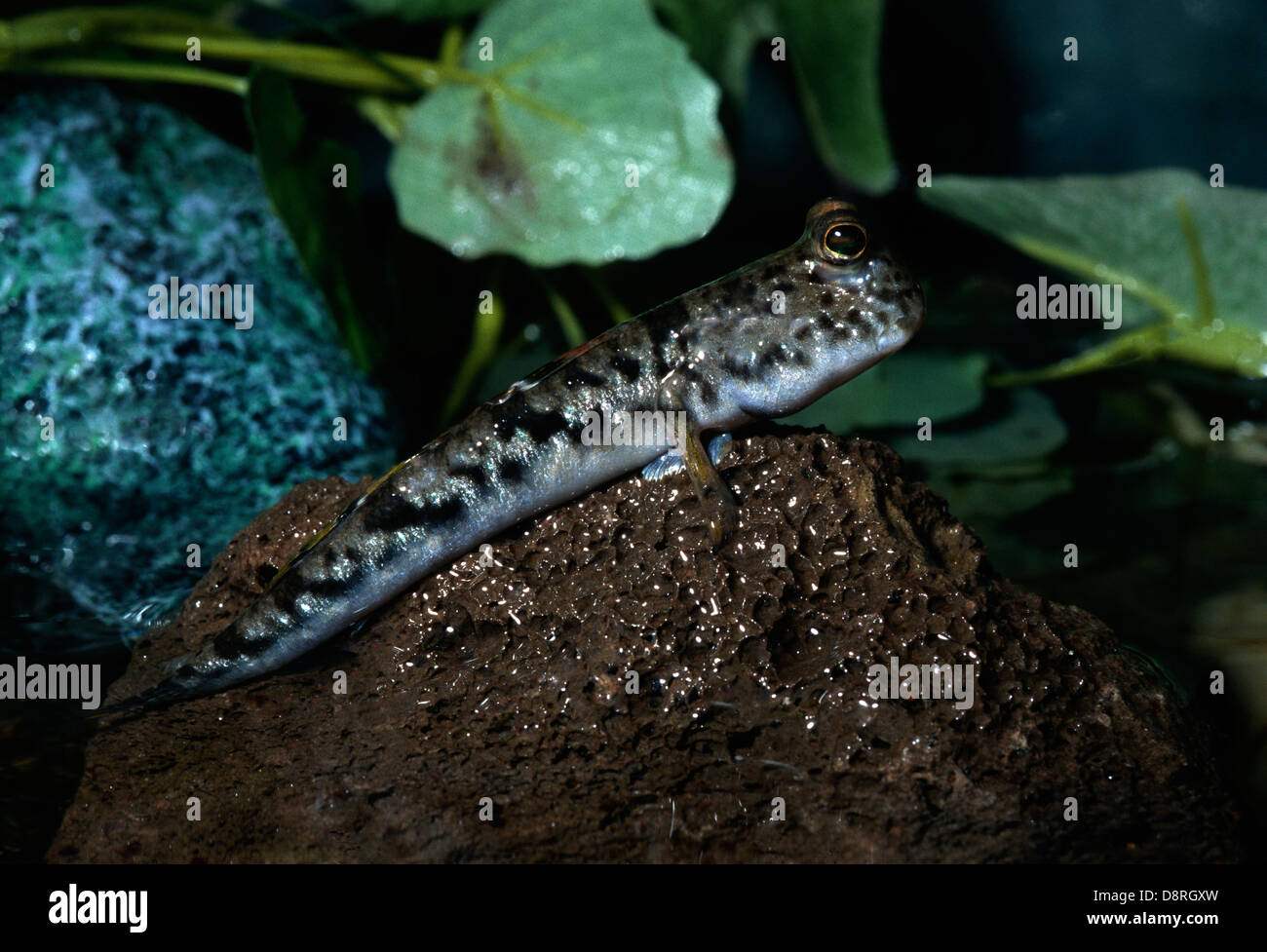Atlantic Mudskipper Periophthalmus barbarus, Gobiidae Stock Photo - Alamy