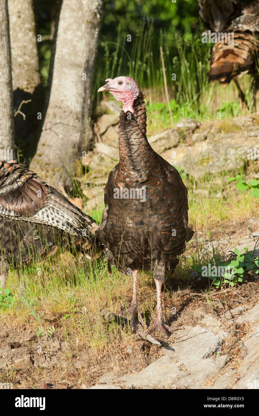 Turkey stands tall Stock Photo - Alamy