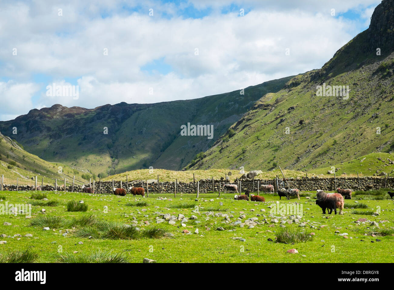 Sheep grazing at Langstrath Beck near Stonethwaite in the Lake District ...