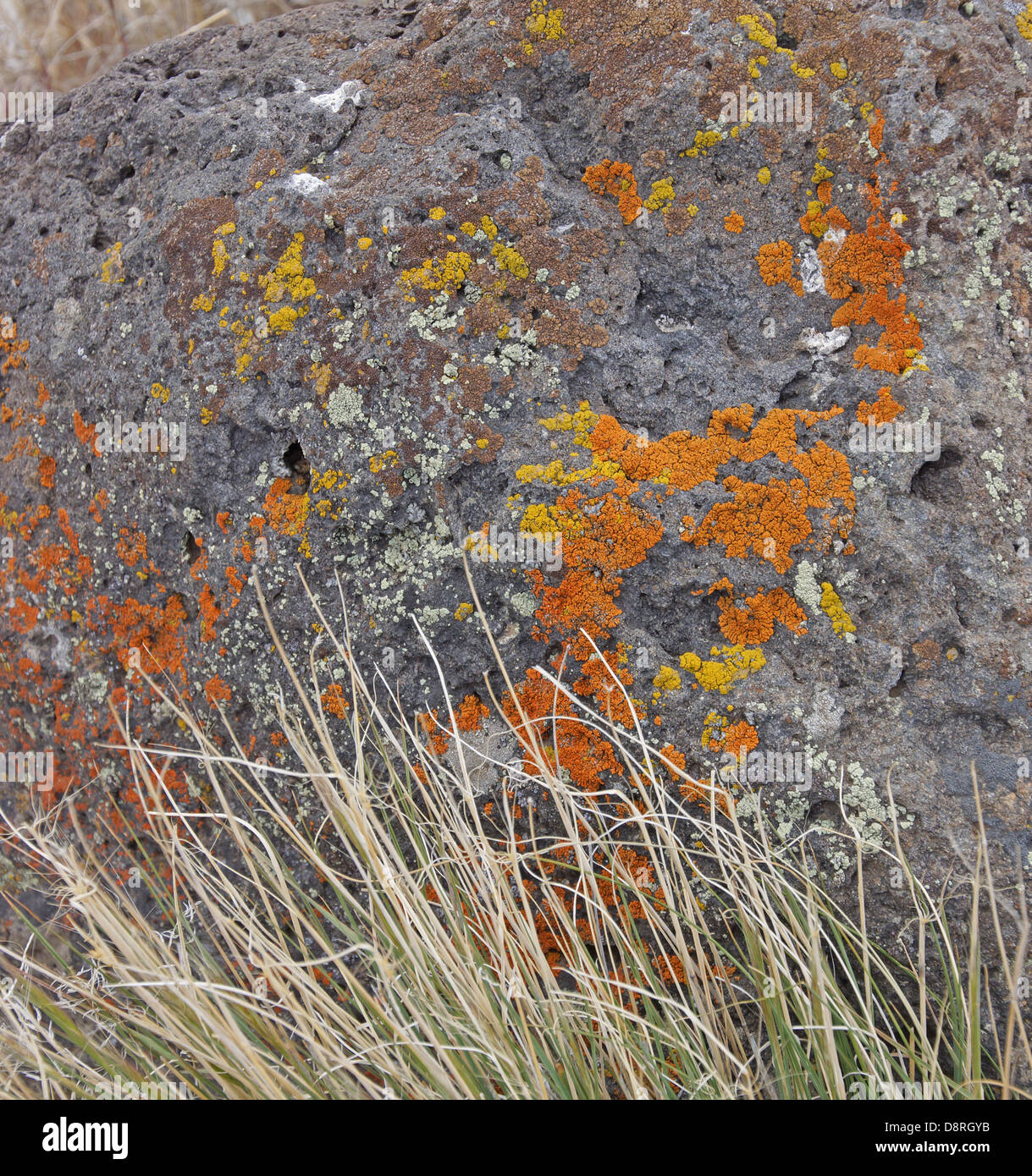 Details, brightly colored lichen on volcanic boulder, Diamond Craters ...