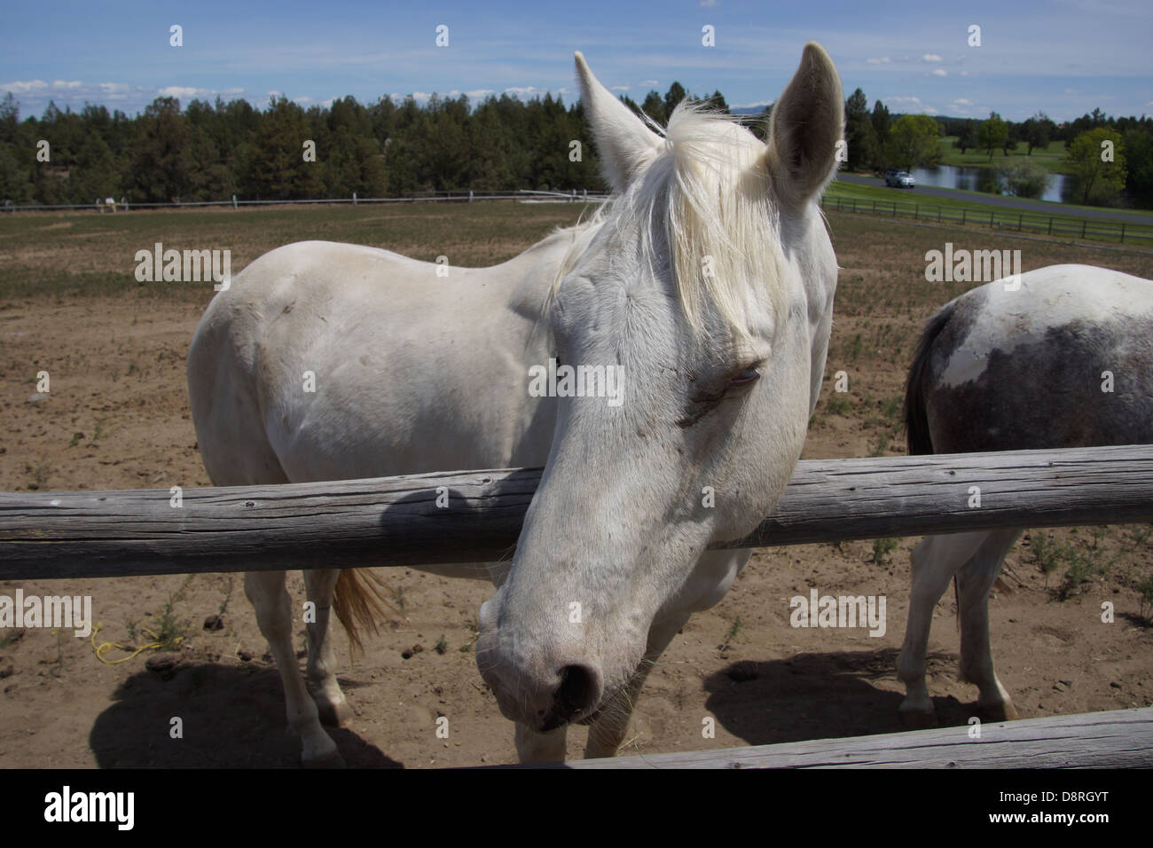 White horse in field, high desert of central Oregon, near Redmond Stock ...