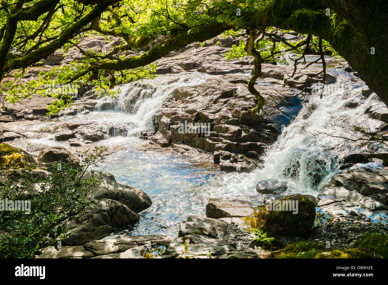 Galleny Force waterfall near Stonethwaite in the Lake District Stock ...