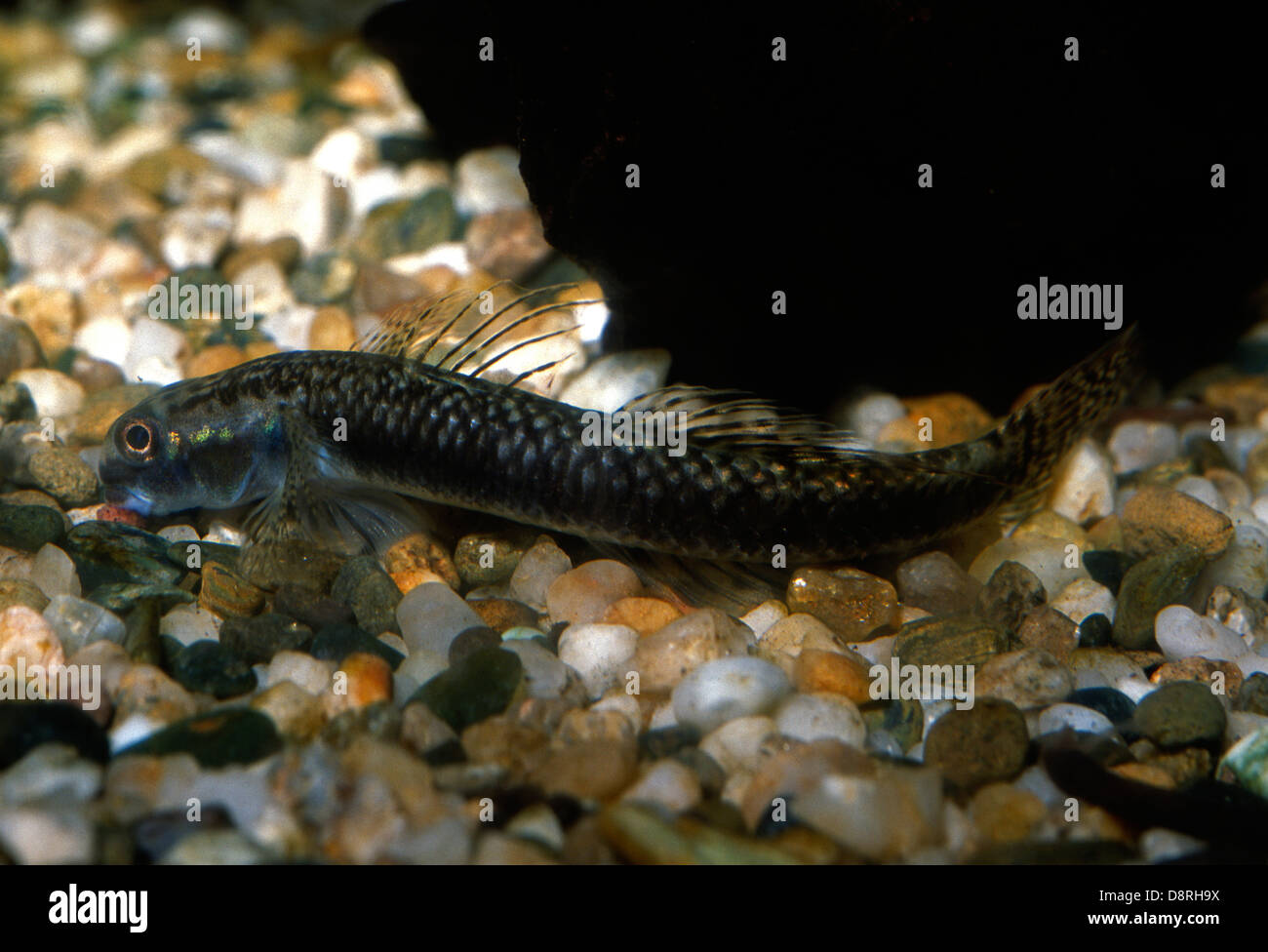 Sicyopterus sp hi-res stock photography and images - Alamy