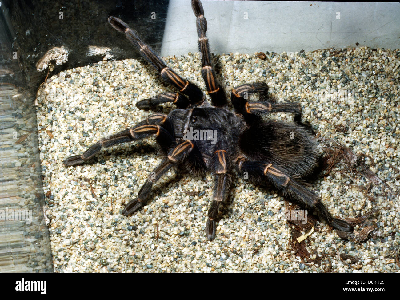 Giant Tarantula Spide, Pamphobeteus wallacei, Mygalomorphae Stock Photo ...