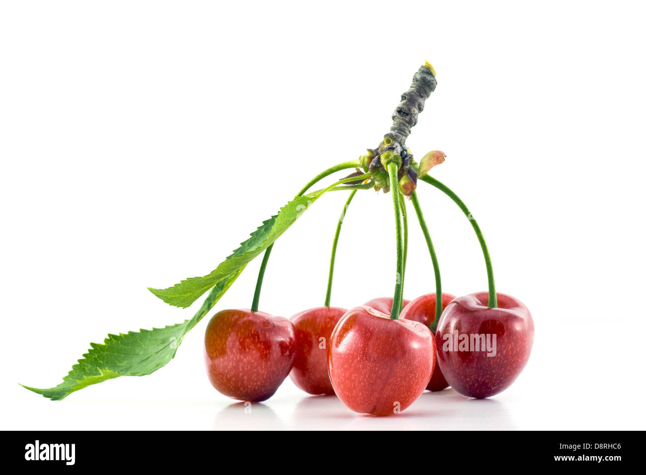 Group of cherries connected together with a stem on the white ...