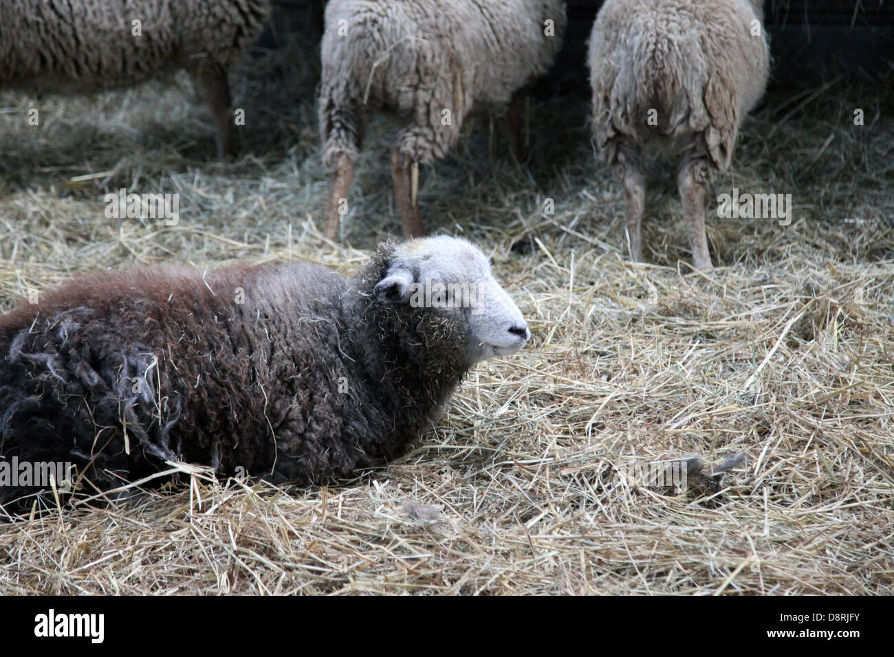 I's a photo of a dirty sheep that rest on the straw inside a shed or ...