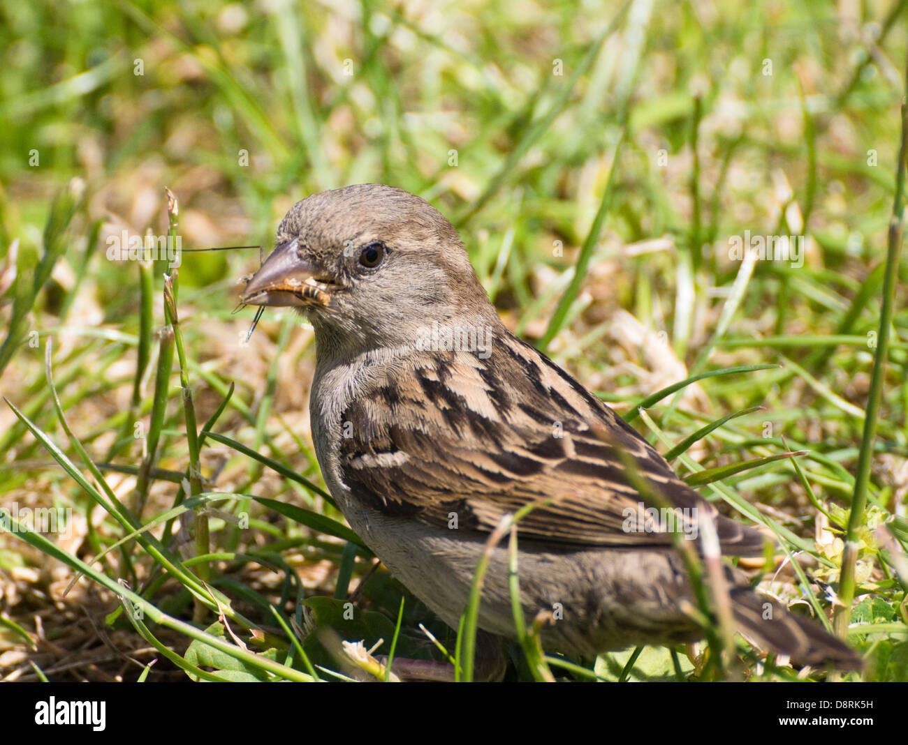 A female House Sparrow in Gloucestershire England Stock Photo - Alamy