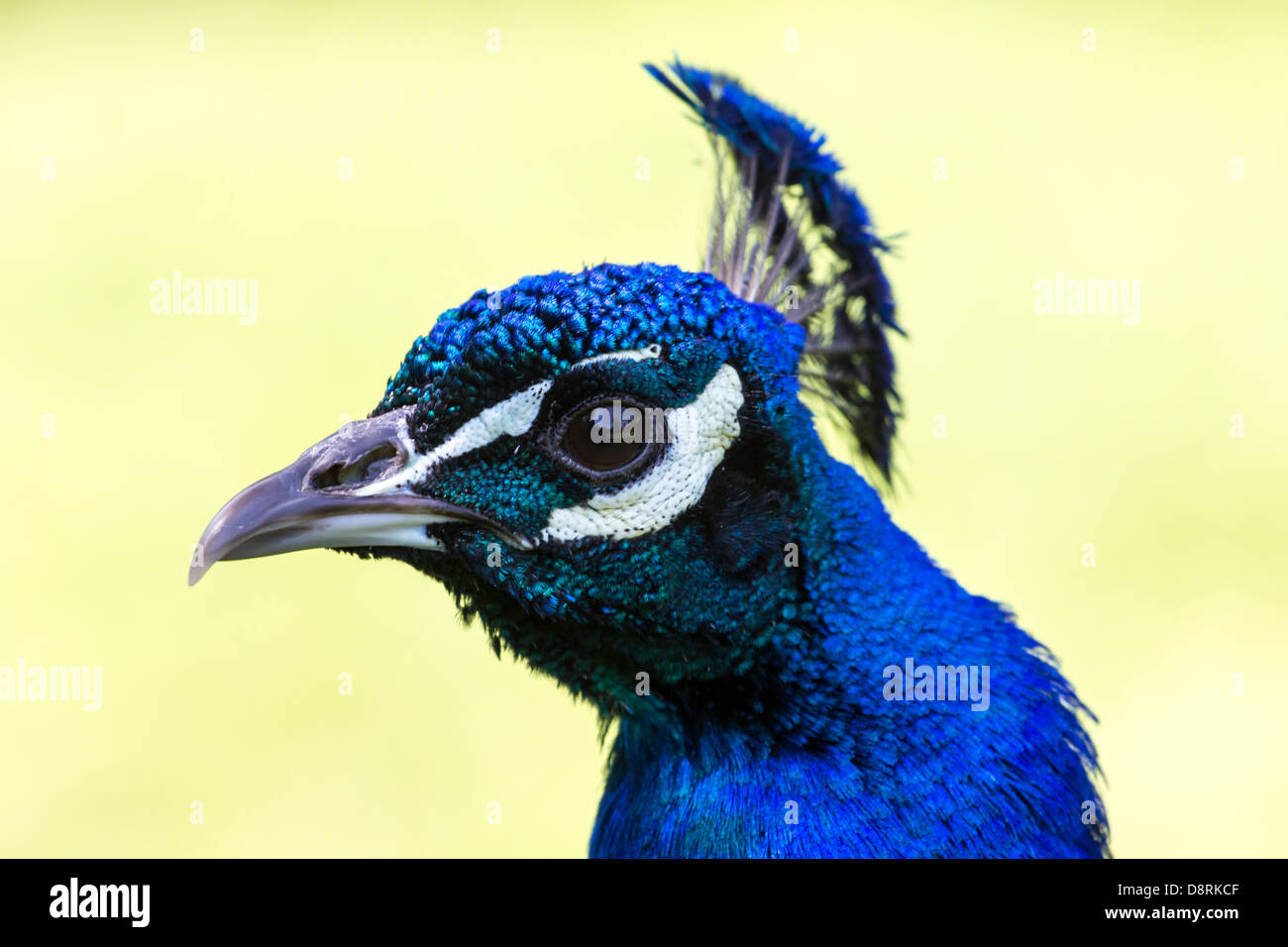 Peacock head hi-res stock photography and images - Alamy