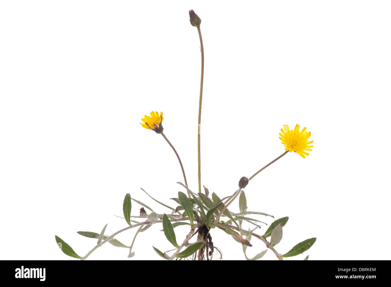 seedling young flower (Hieracium pilosella) on white background Stock ...