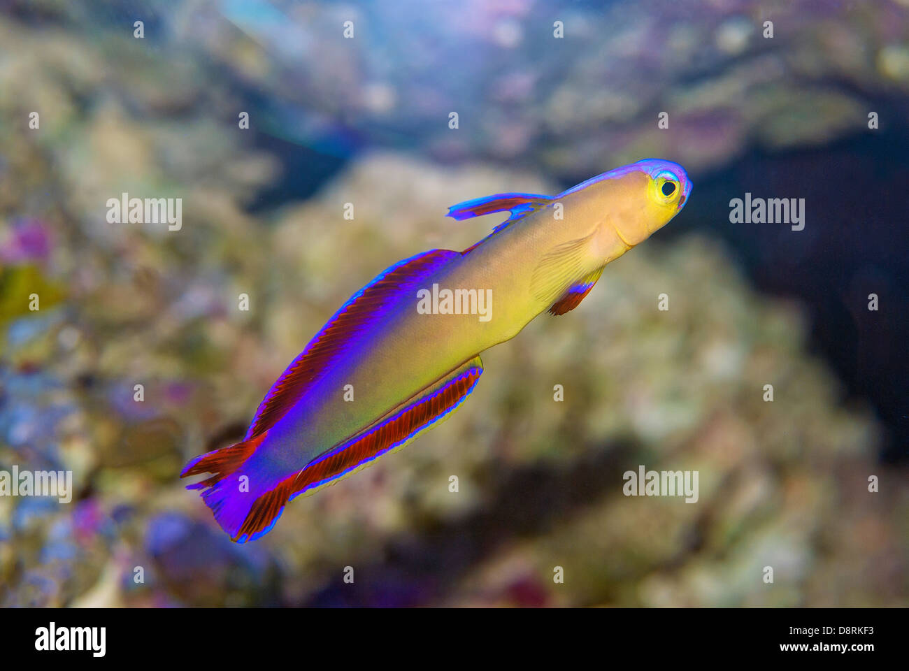 Red spots fish hi-res stock photography and images - Alamy