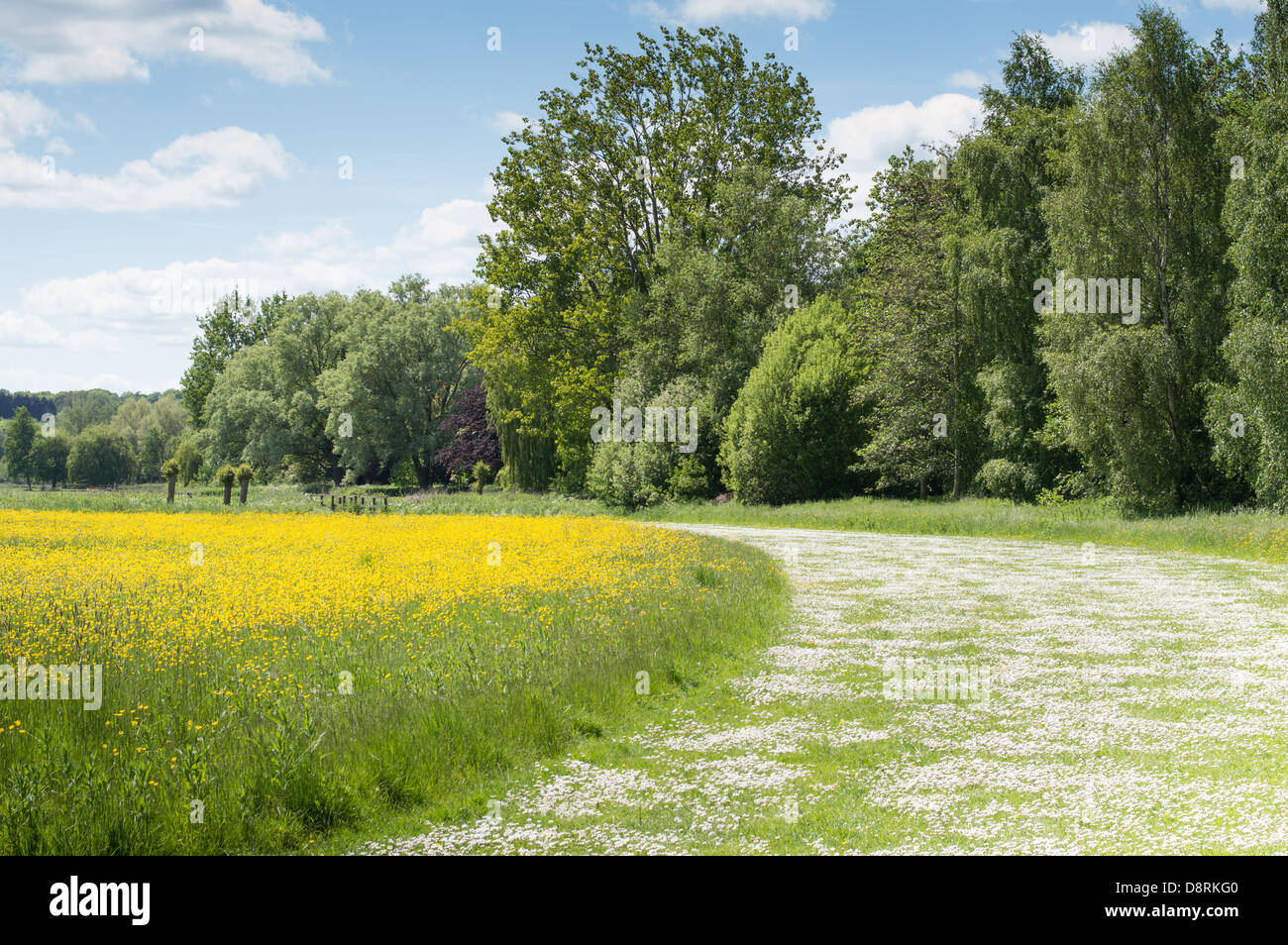 Field field of daisies hi-res stock photography and images - Alamy