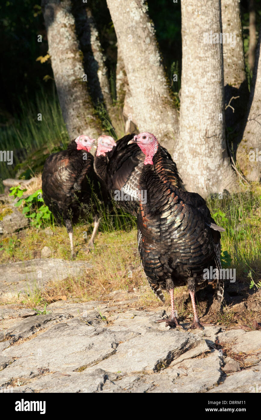 Turkeys by the tree Stock Photo - Alamy