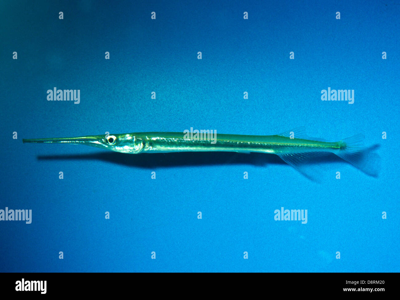 Halfbeak hi-res stock photography and images - Alamy