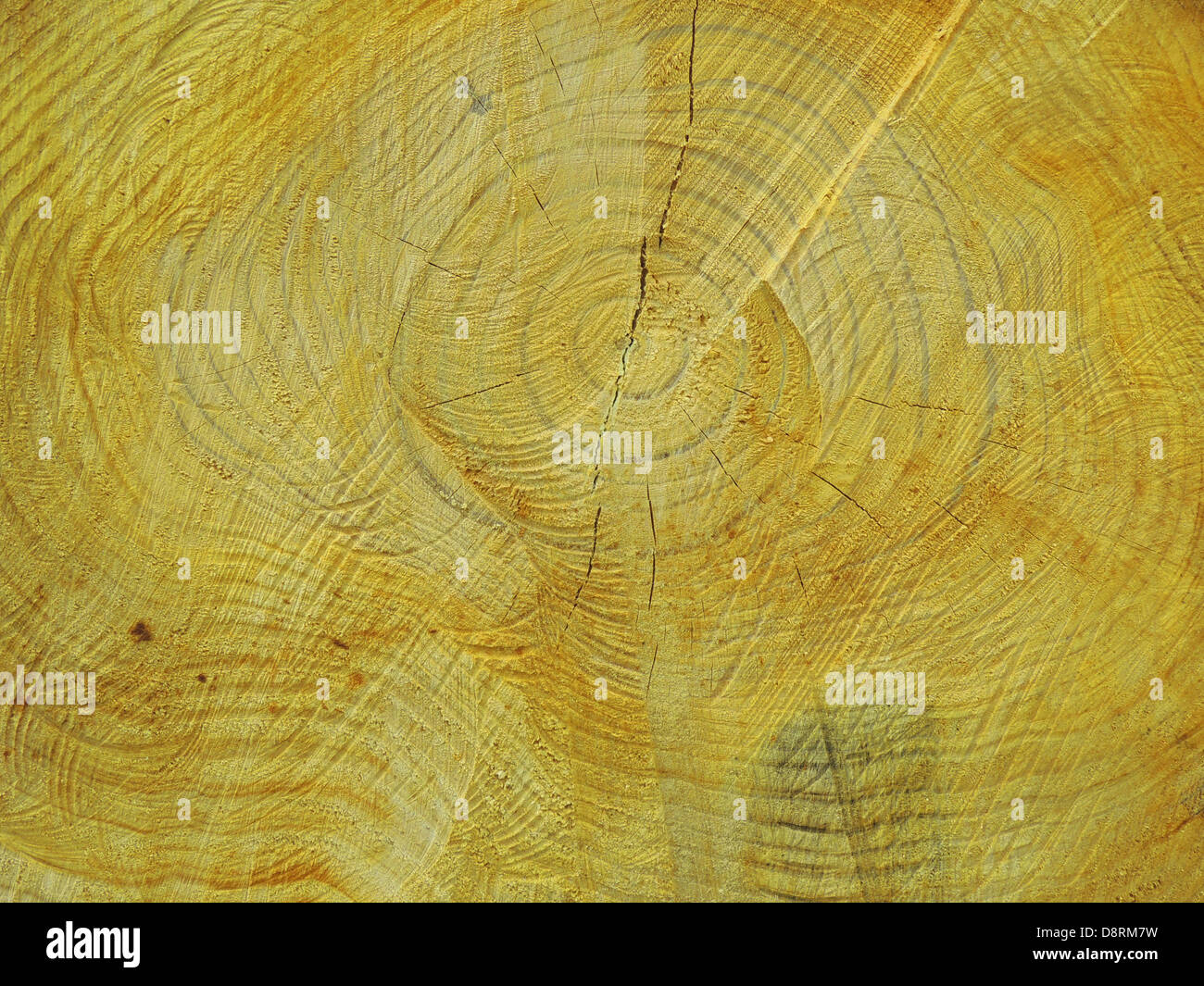 Tree slice hi-res stock photography and images - Alamy