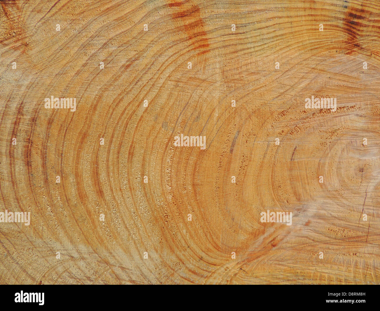 Tree slice hi-res stock photography and images - Alamy