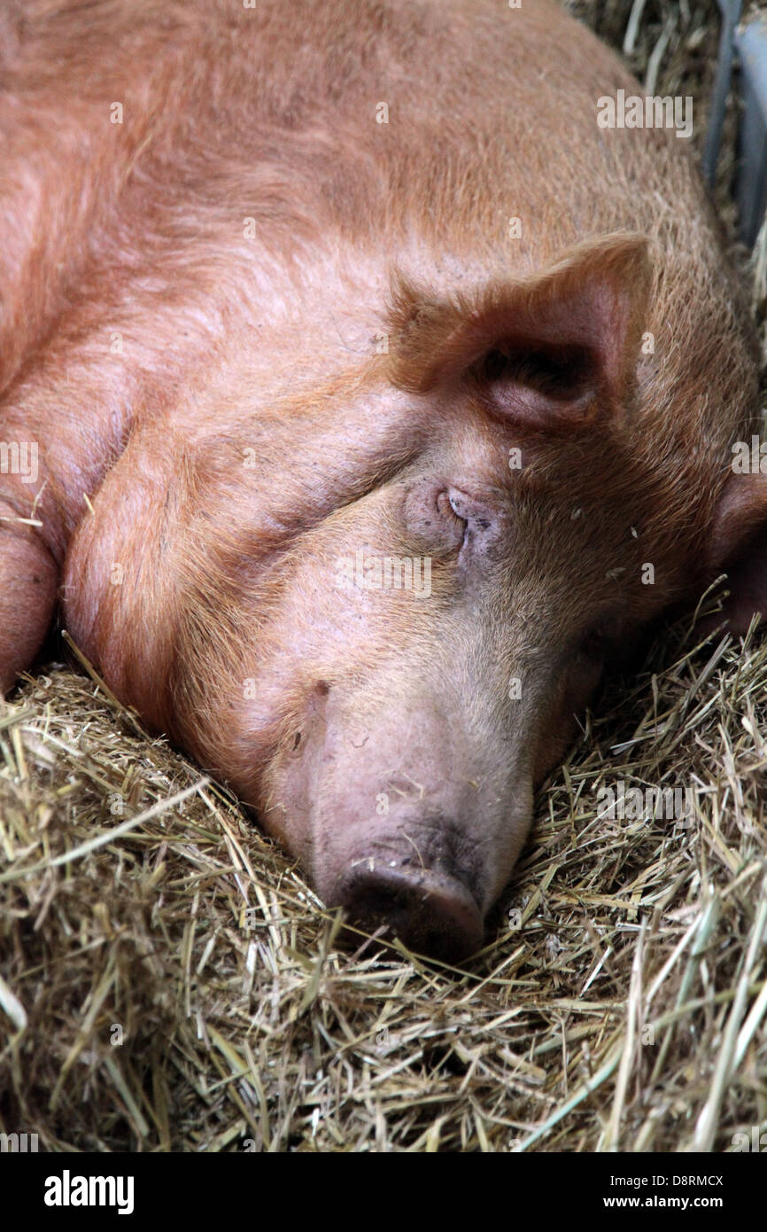 Straw pig hi-res stock photography and images - Alamy