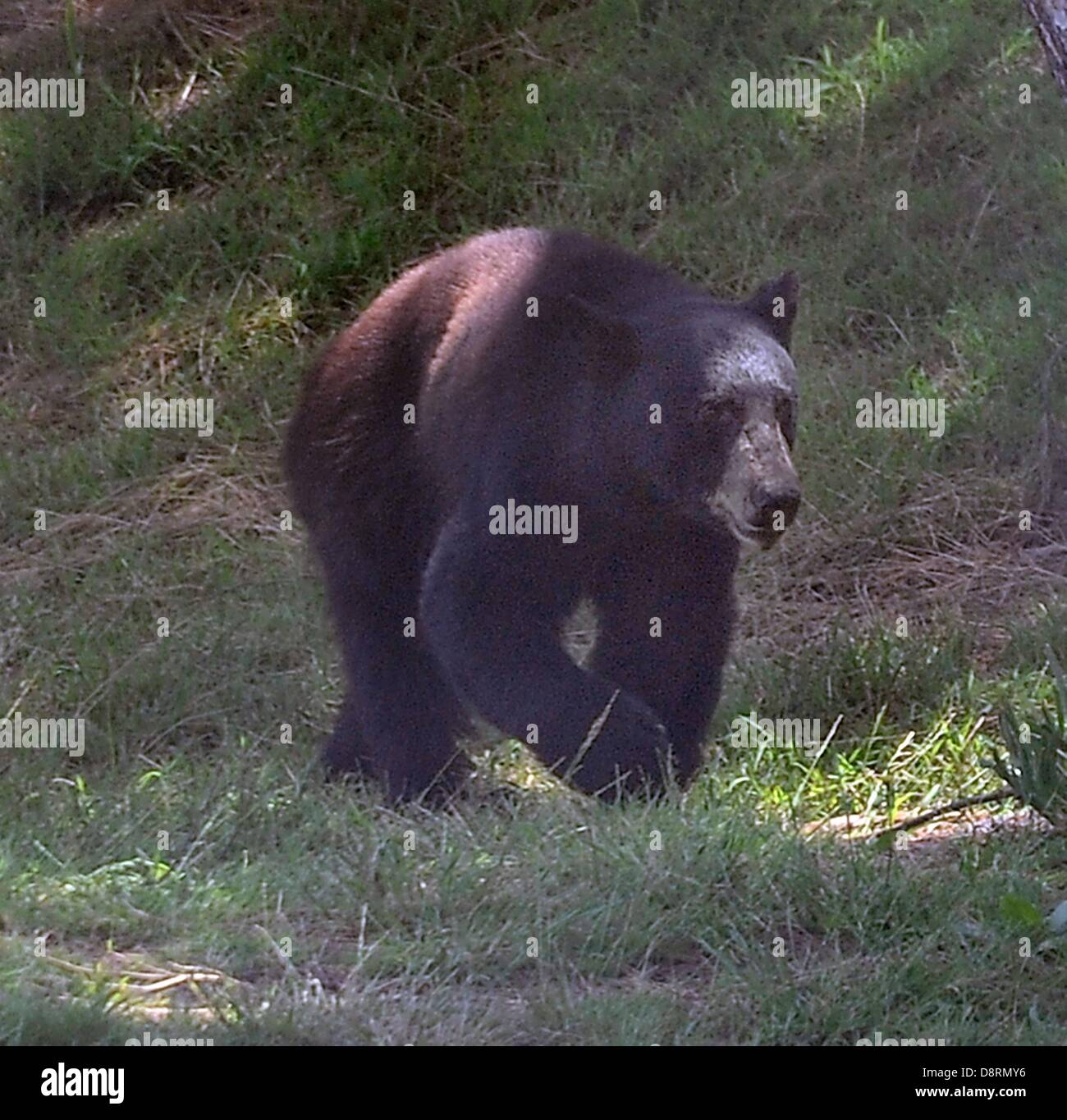 Tranquilizer dart hi-res stock photography and images - Alamy