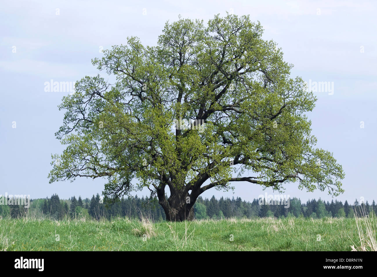 Oak glade hi-res stock photography and images - Alamy