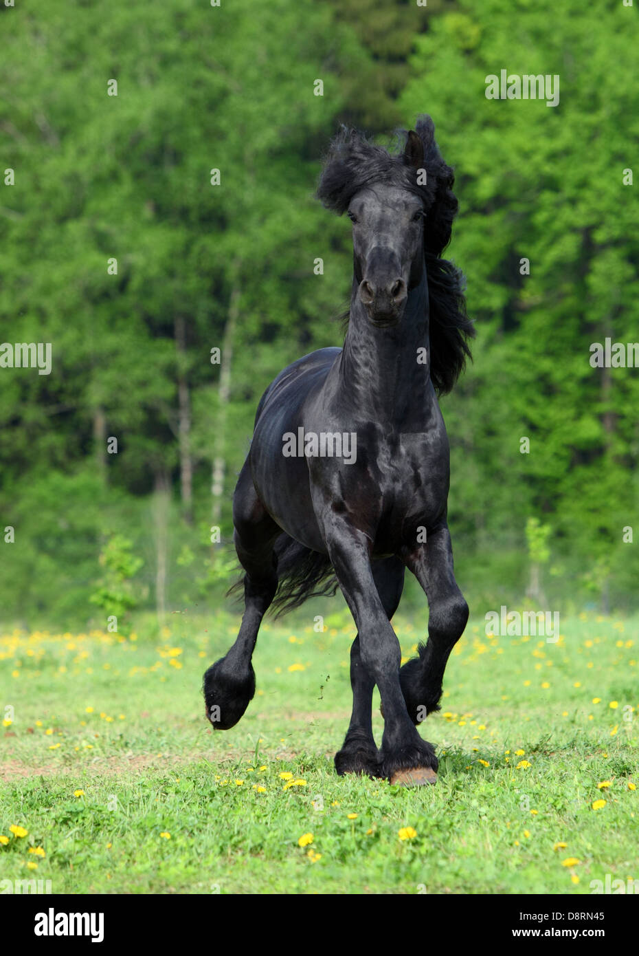 Friesian horse galloping in a green field Stock Photo - Alamy