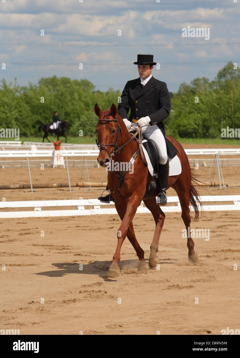 Horse and Rider in an English riding saddle entered in horse Dressage ...