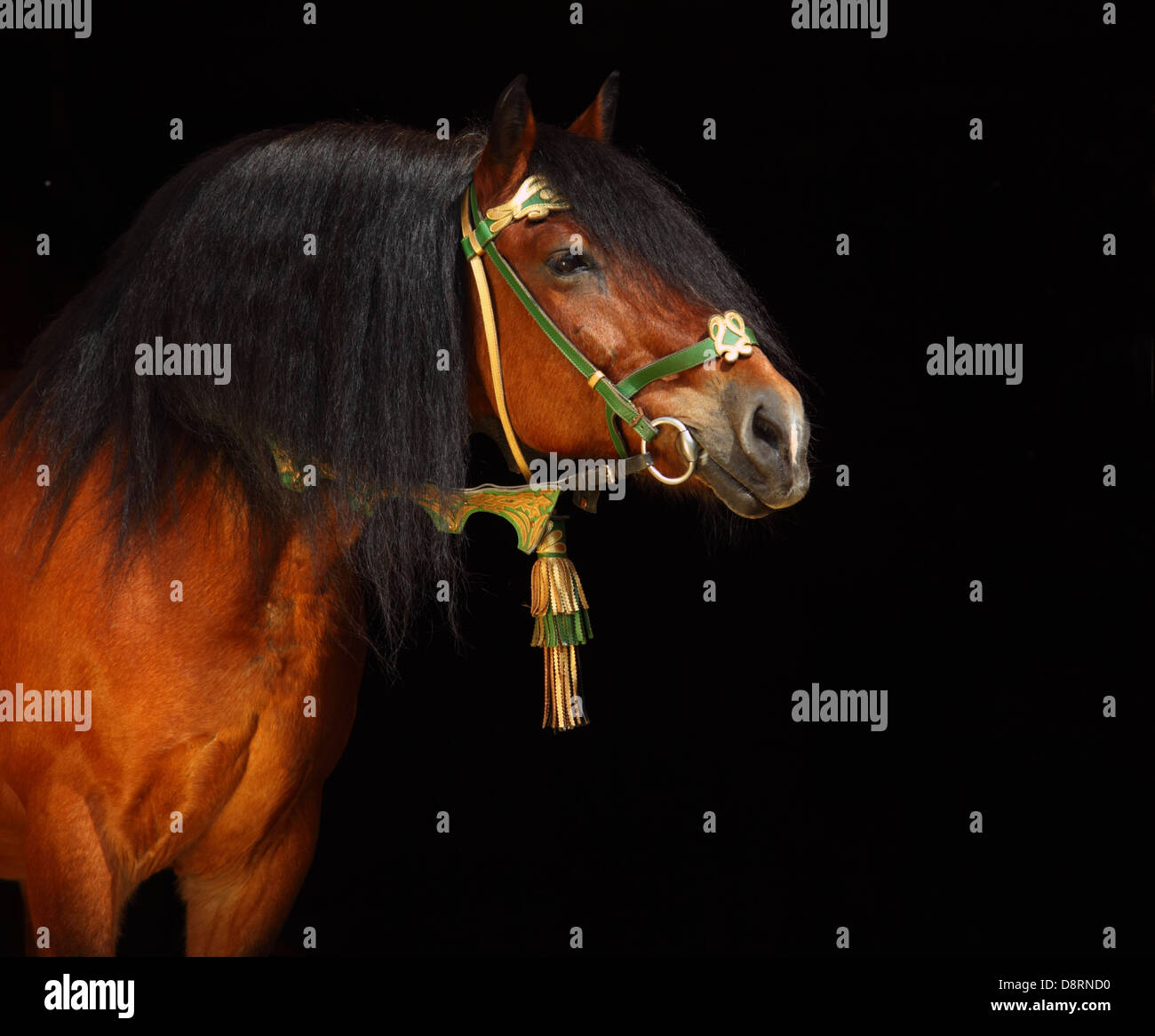 Amazing bay stallion on black background Stock Photo - Alamy