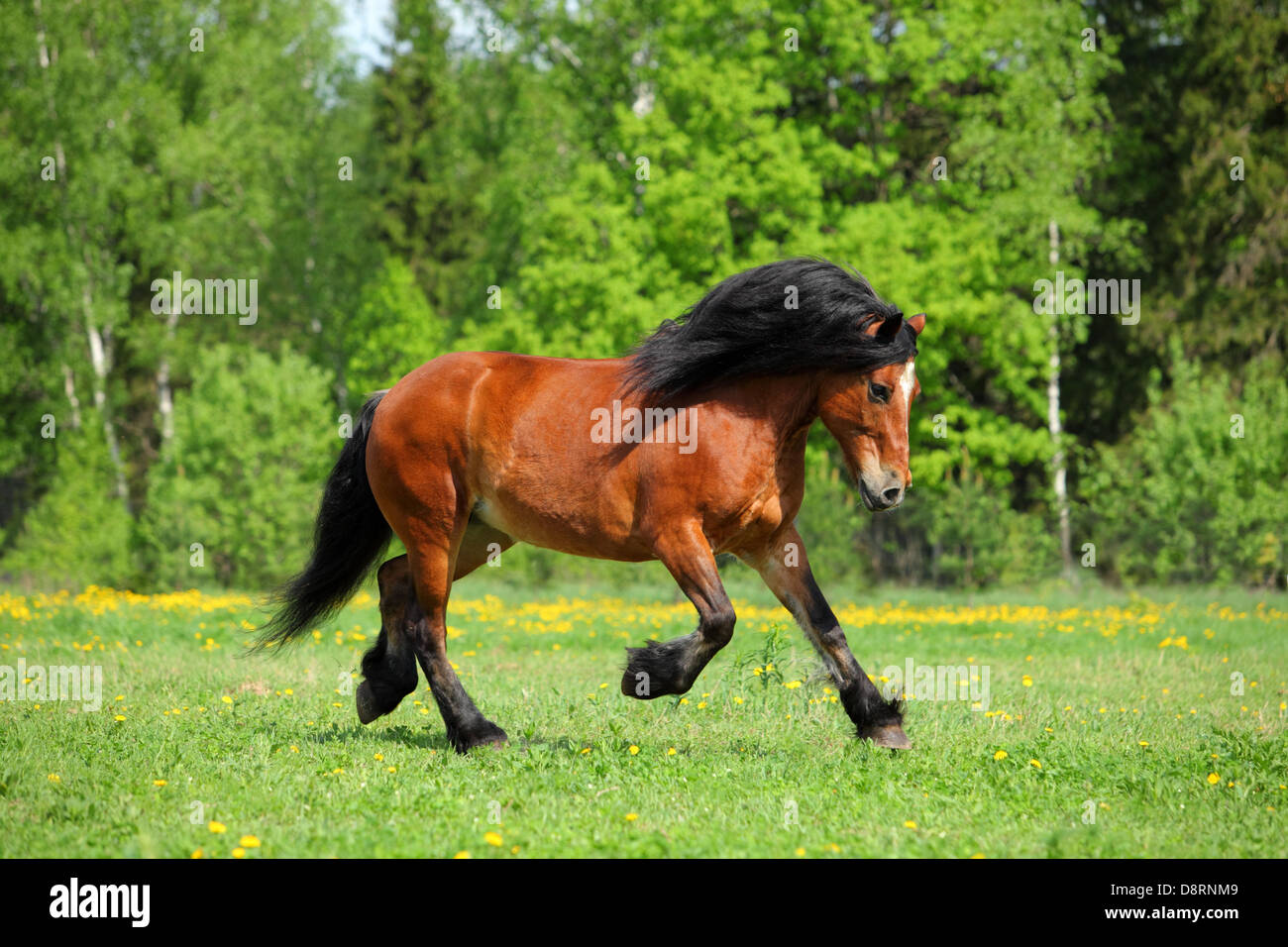 Beautiful bay horse running on the field Stock Photo - Alamy