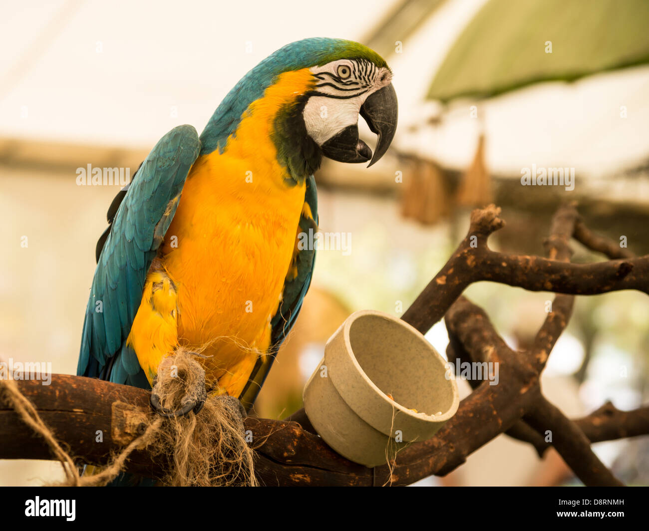 Beautiful blue and gold macaw parrot Stock Photo - Alamy