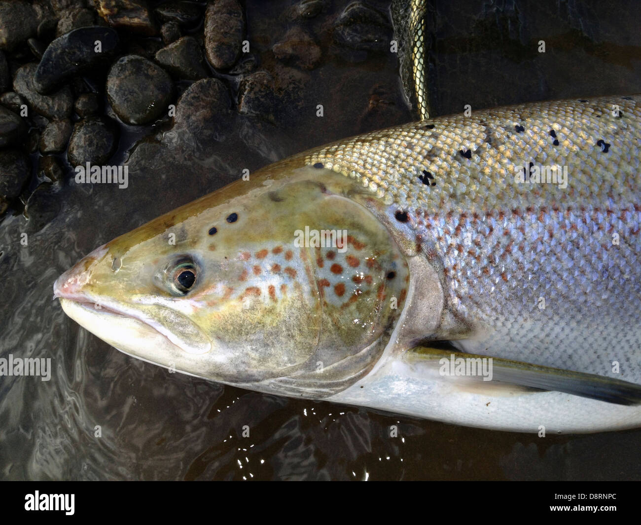 Salmon fishing on the river wye hi-res stock photography and images - Alamy