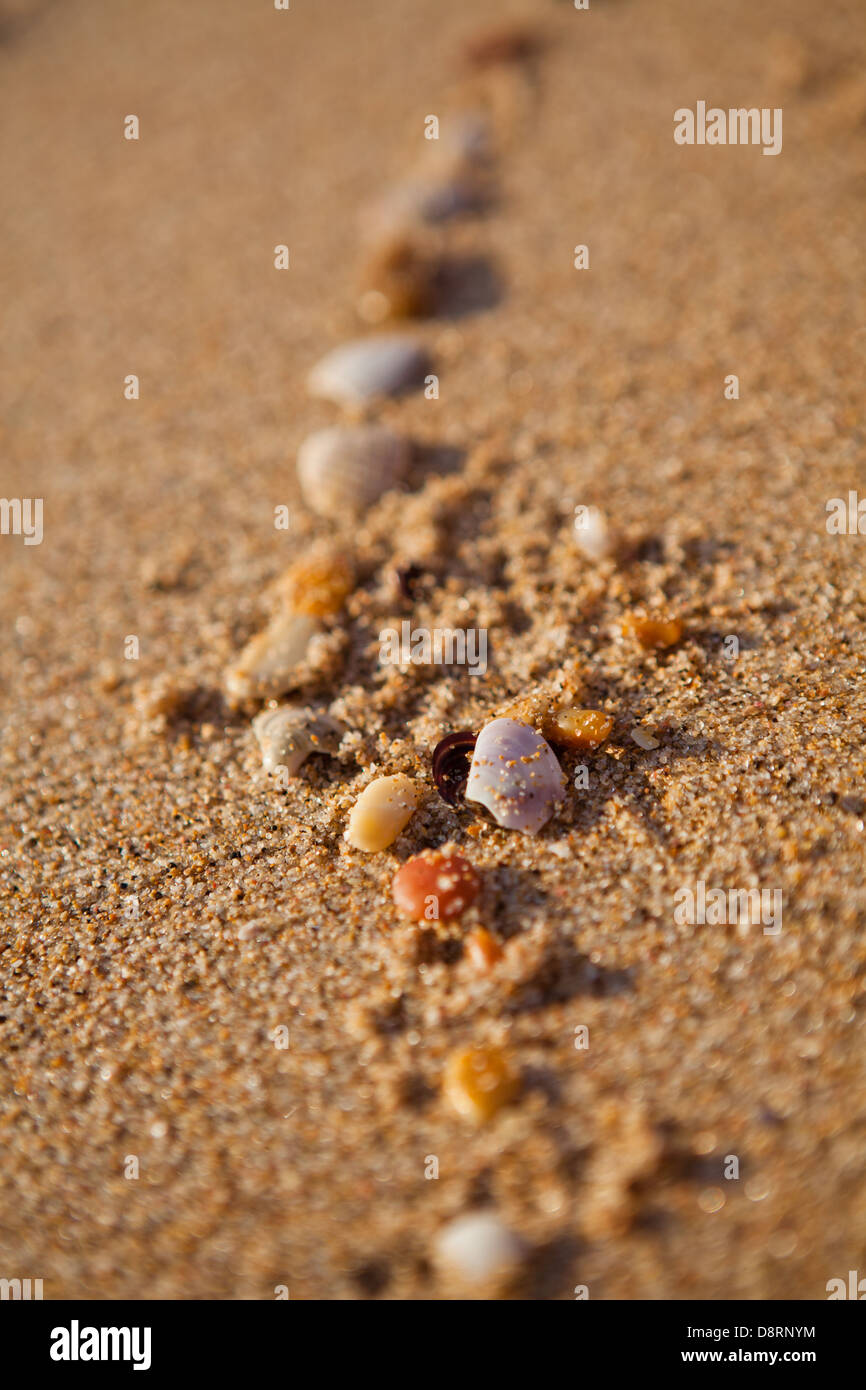 Small shells hi-res stock photography and images - Alamy