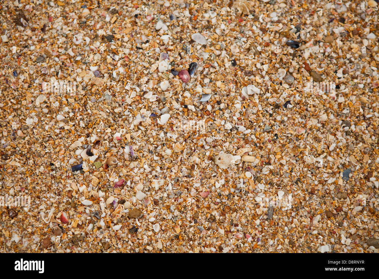 Background texture of closeup of sand and small shells on beach Stock ...