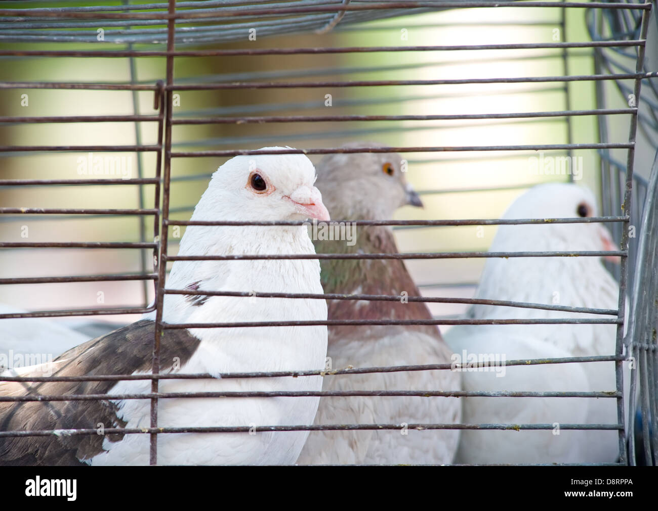 Cage Size Pigeons at Pearl Jenks blog