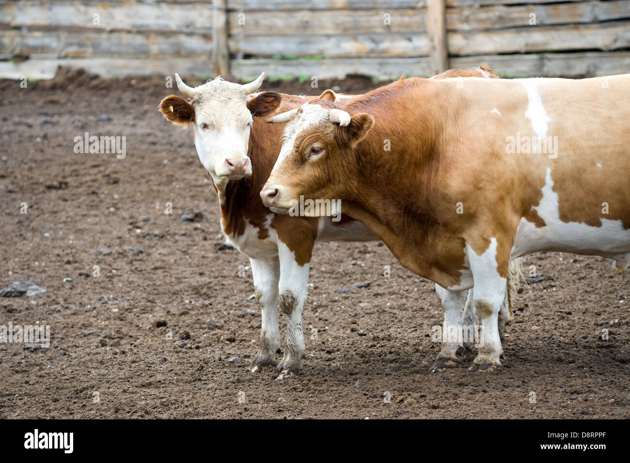 Couple and bull hi-res stock photography and images - Alamy