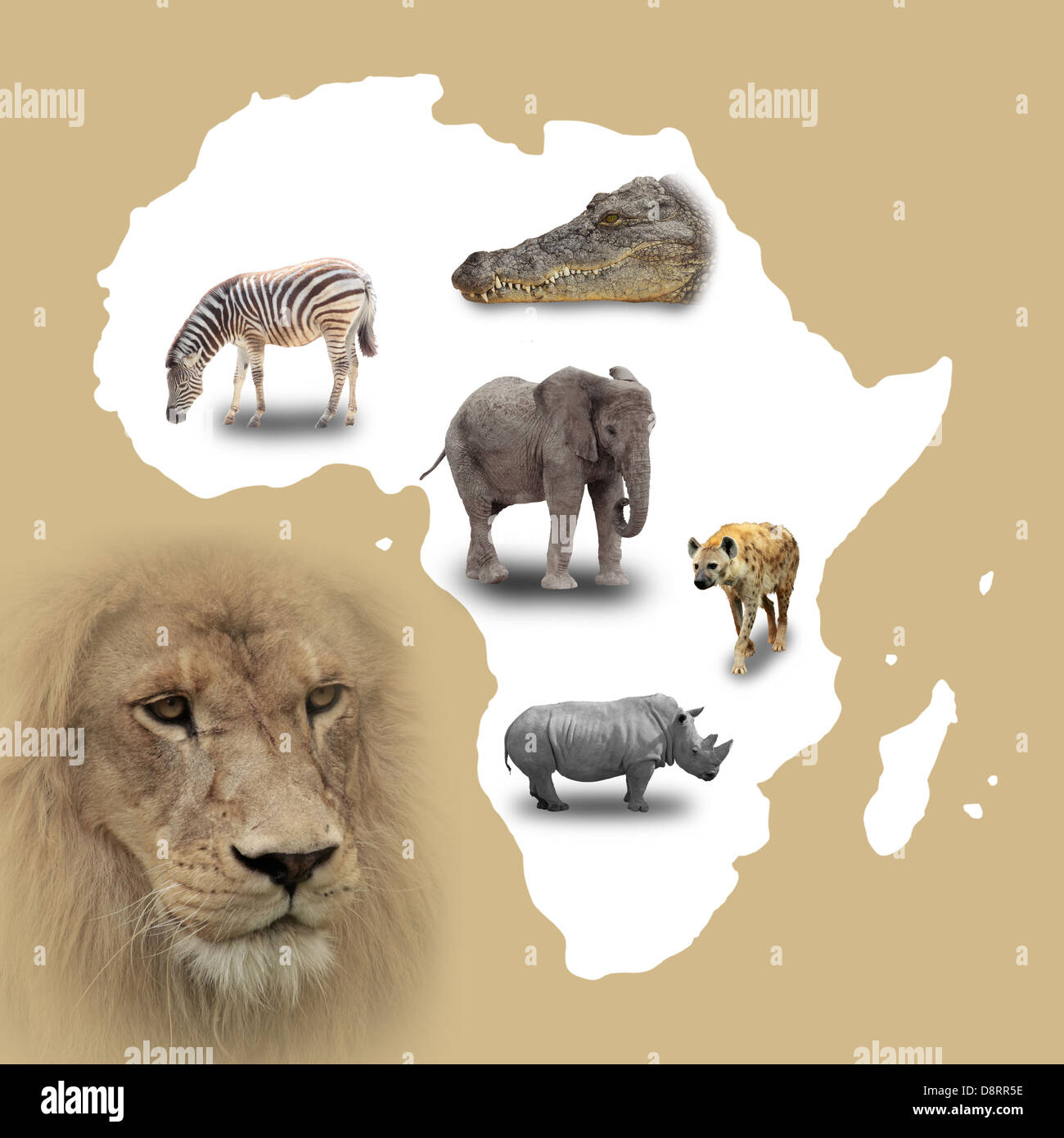 a map of africa with some isolated animals and a portrait of a lion ...