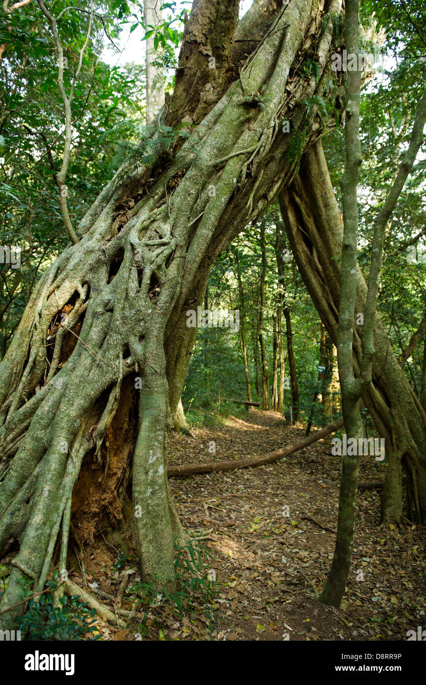 Common forest grape, Rhoicissus tomentosa, Dlinza forest, Eshowe, South ...