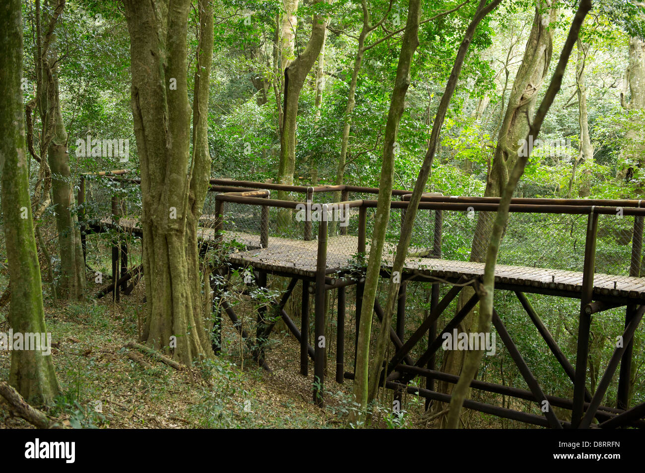 African forest aerial hi-res stock photography and images - Alamy