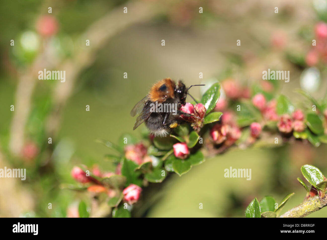 Bees collecting honey Stock Photo - Alamy