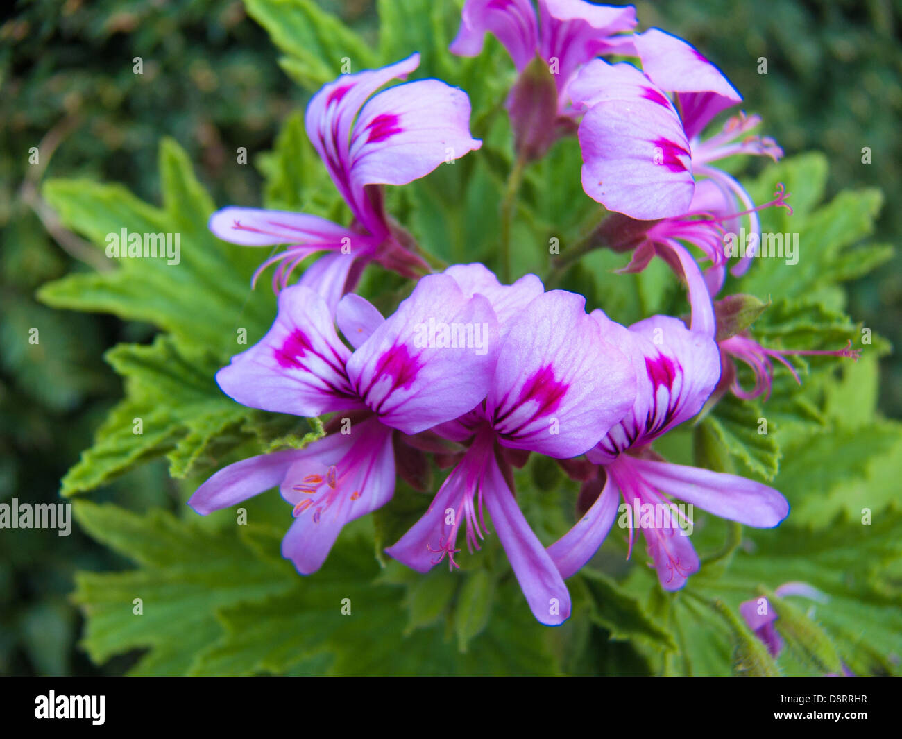 flowers of riviera Stock Photo - Alamy