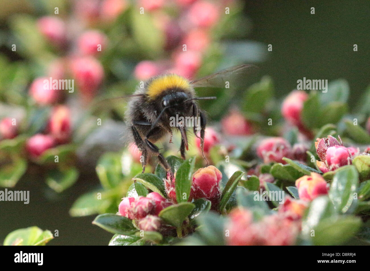 Bees collecting honey Stock Photo - Alamy