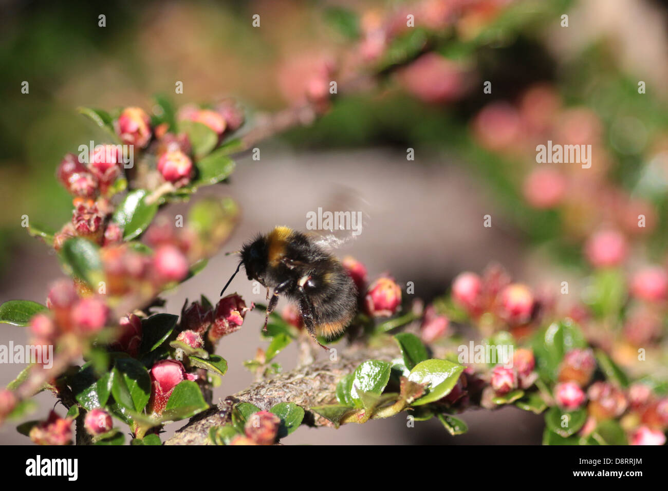 Bees collecting honey Stock Photo - Alamy