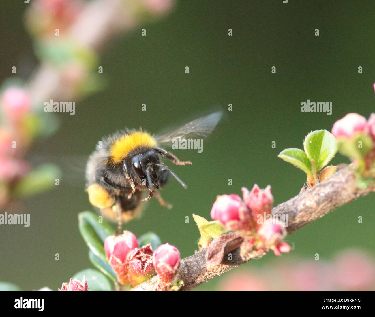 Bees collecting honey Stock Photo - Alamy