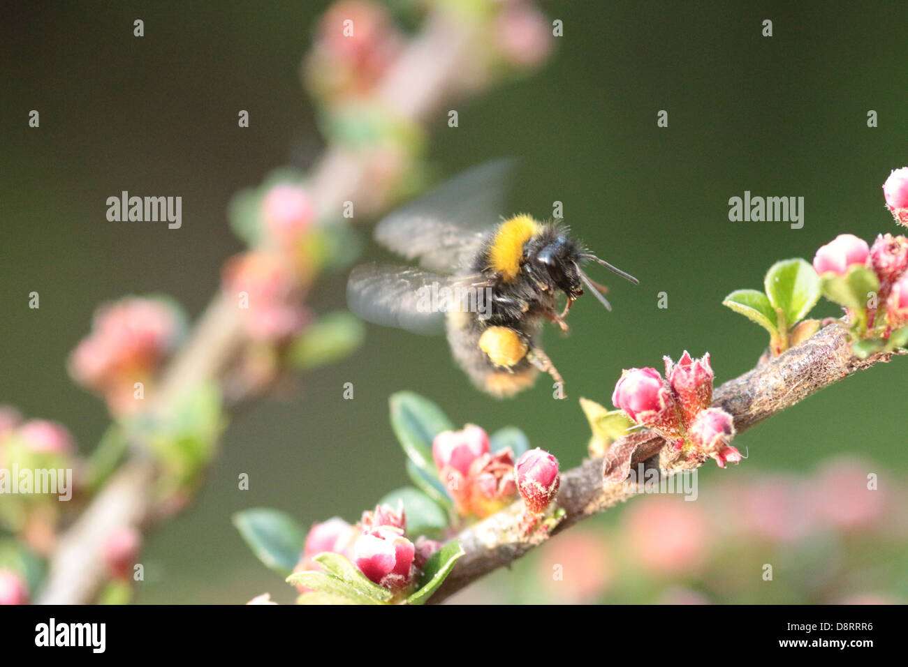 Bees collecting honey Stock Photo - Alamy