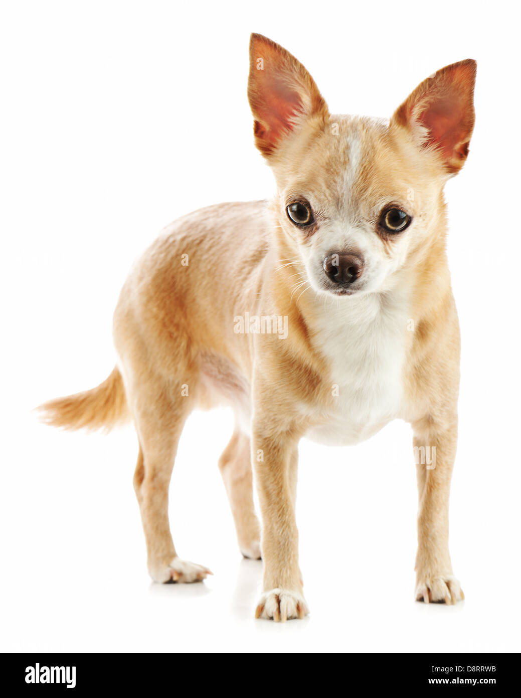 On beige Cut Out Stock Images & Pictures - Alamy