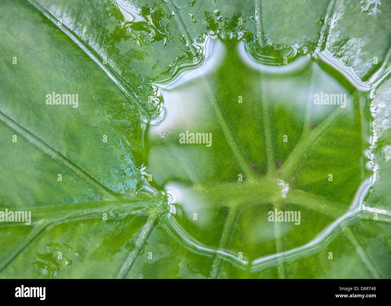 Image of a green leaf preserving water Stock Photo - Alamy