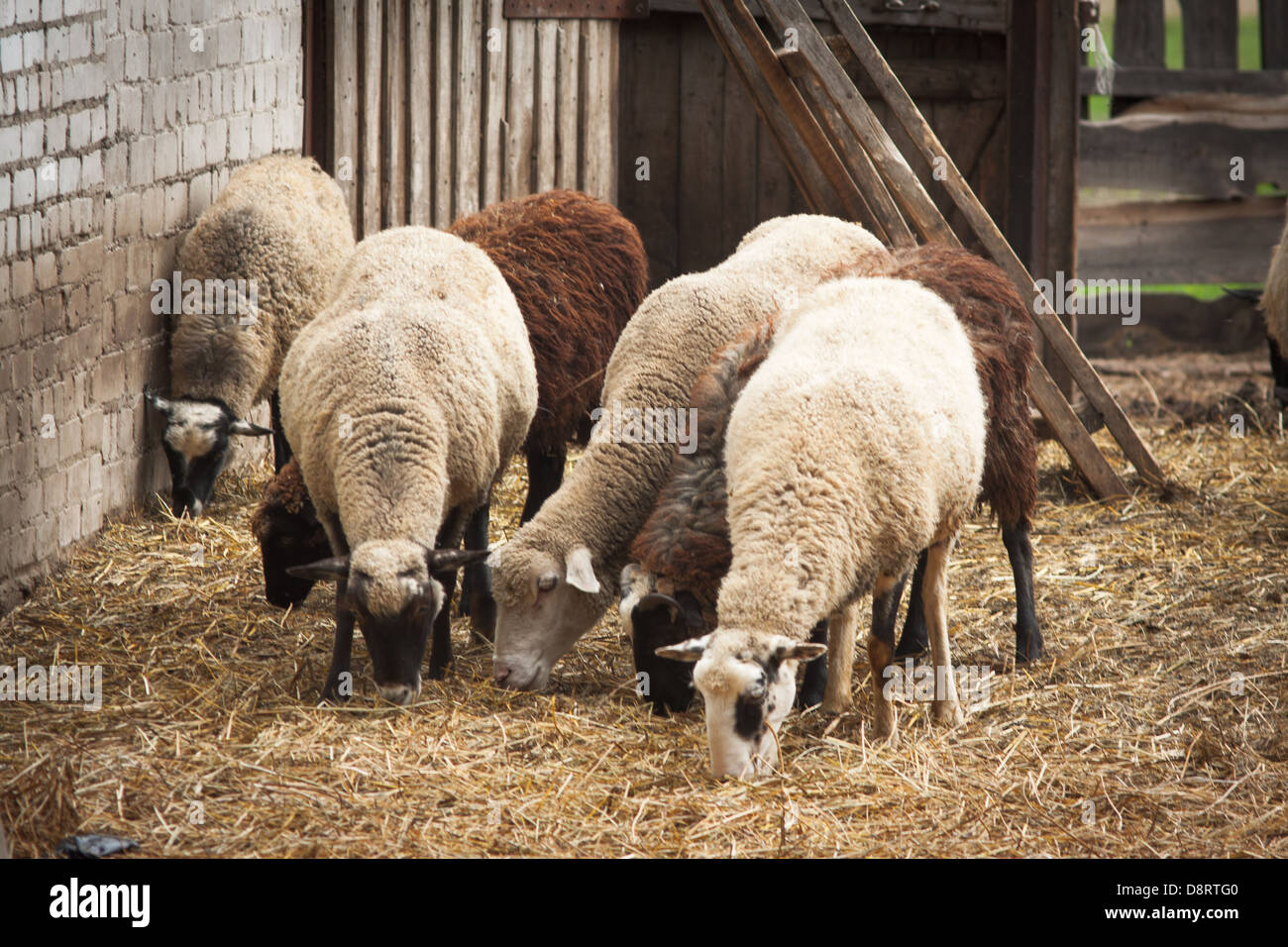 Several different sheep in the farm Stock Photo - Alamy