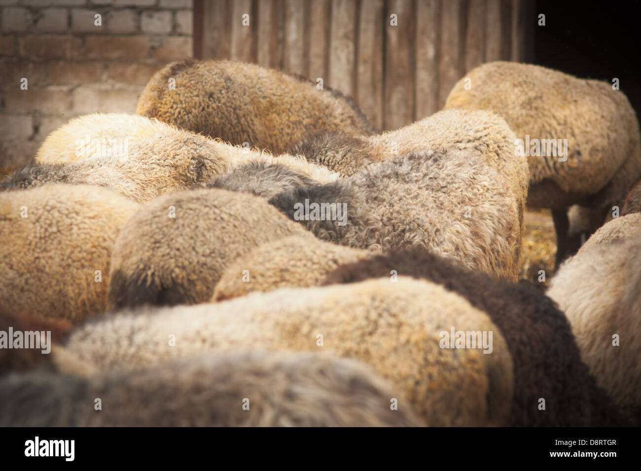 Different sheep hi-res stock photography and images - Alamy